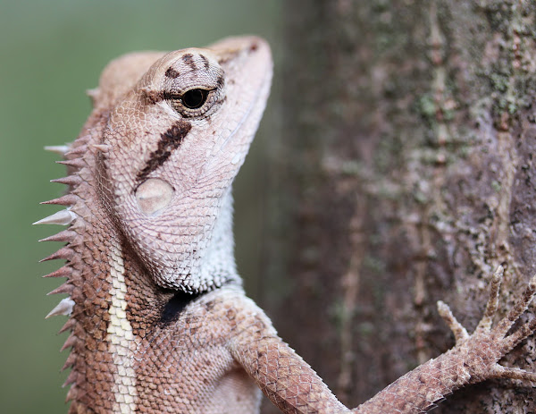 Forest Crested Lizard | Project Noah