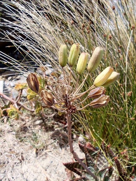 Zebra Aloe | Project Noah
