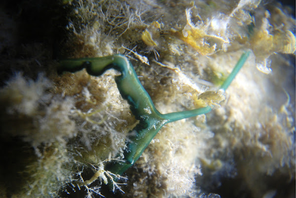 Green spoonworm | Project Noah