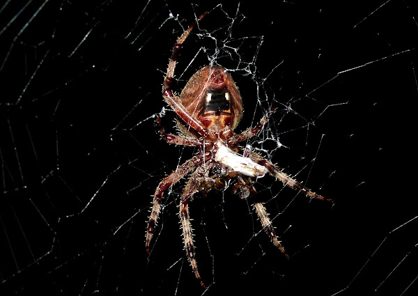 Hentz's Orb Weaver Spider | Project Noah