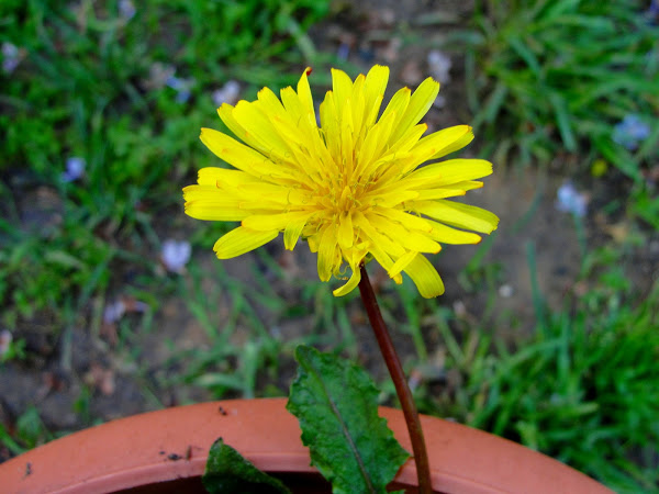 Purple-leaved Dandelion | Project Noah