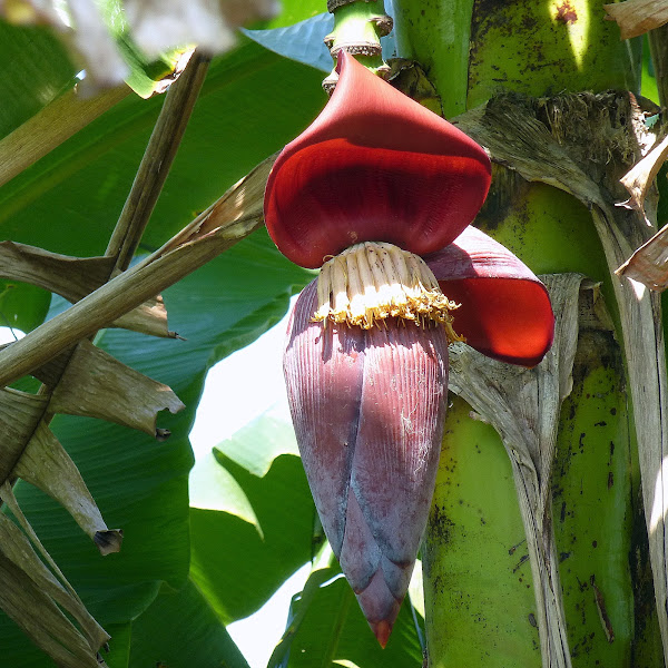 Banana Inflorescence | Project Noah