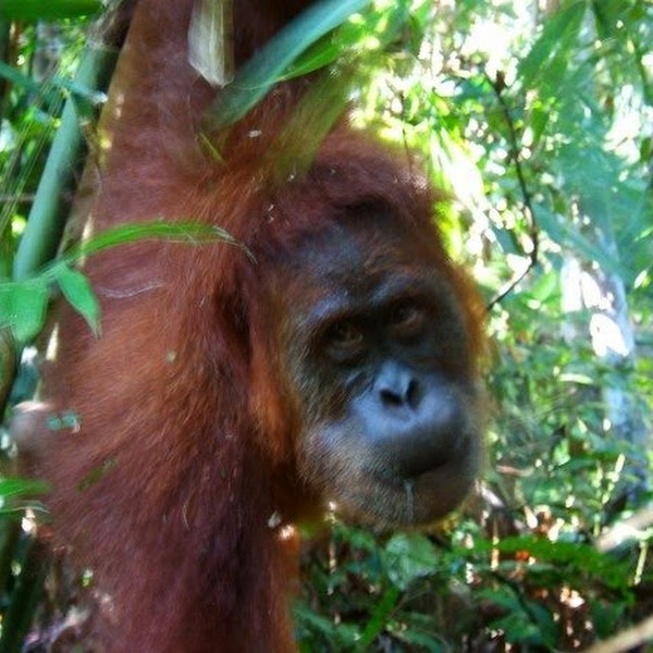 Primates of Java | Project Noah