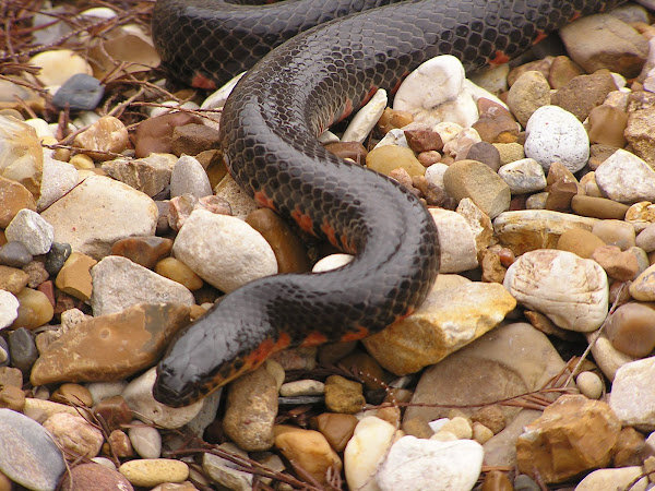 Mud Snake | Project Noah