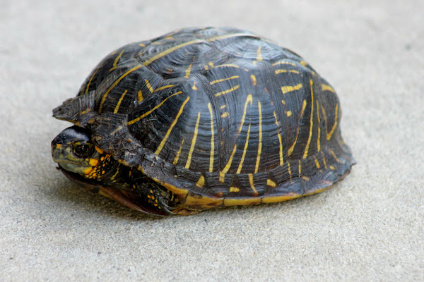 Florida Box Turtle | Project Noah