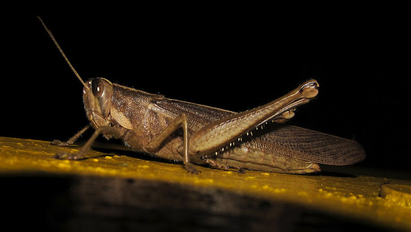 Saltamontes cafe | Project Noah