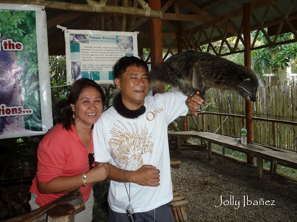Palawan Bear Cat (Binturong) | Project Noah