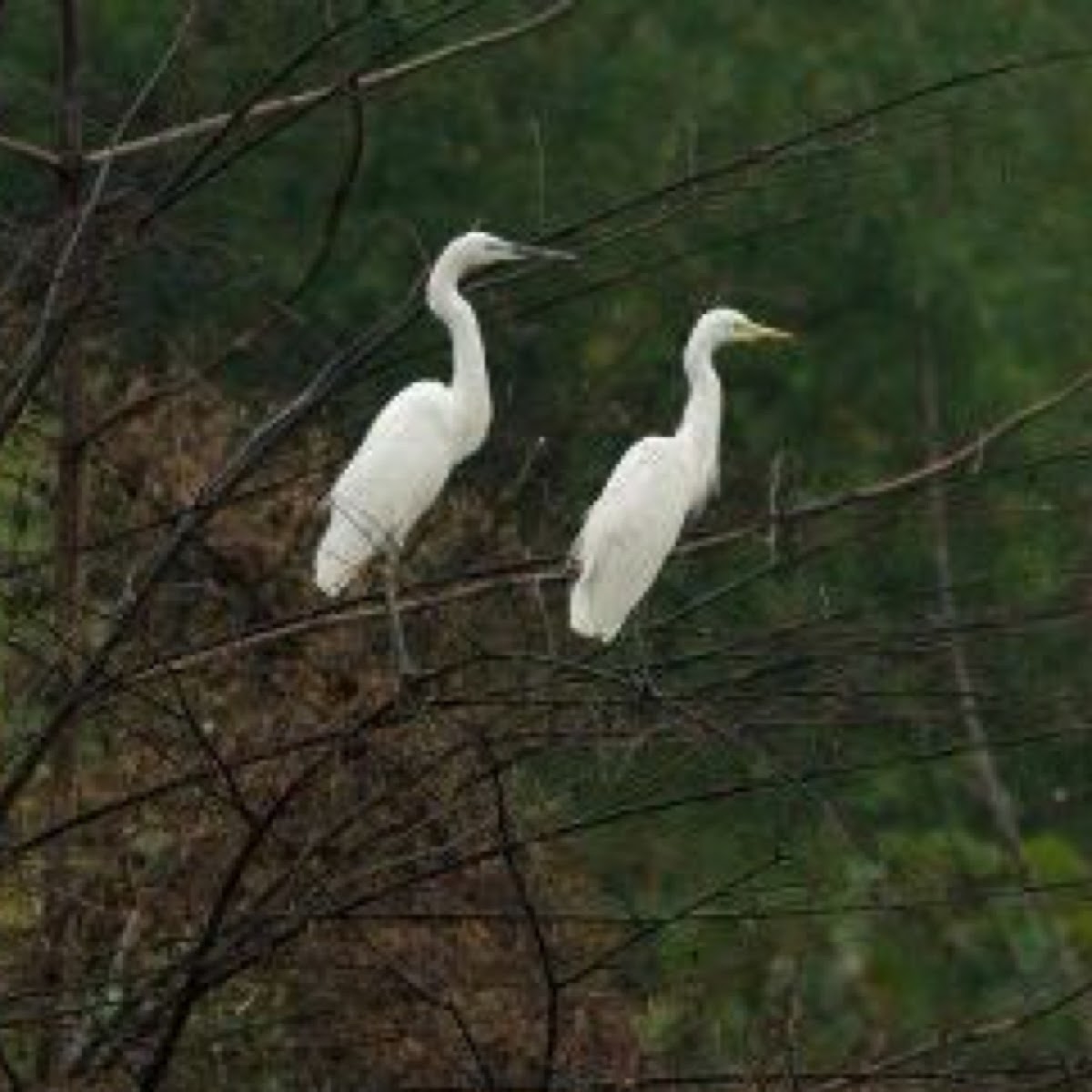 Intermediate Egret(Plumed Egret) | Project Noah