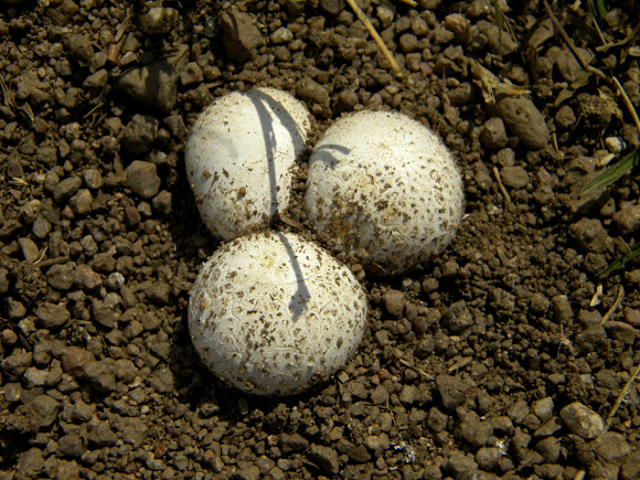 Calvatia | Project Noah