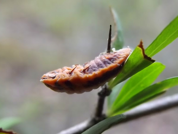 Scale bug impaled on thorn | Project Noah