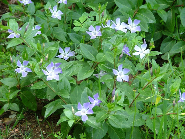 Periwinkle | Project Noah