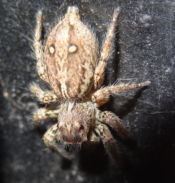 Spider | Project Noah