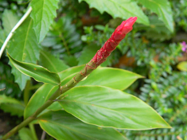 red ginger, pink cone ginger | Project Noah