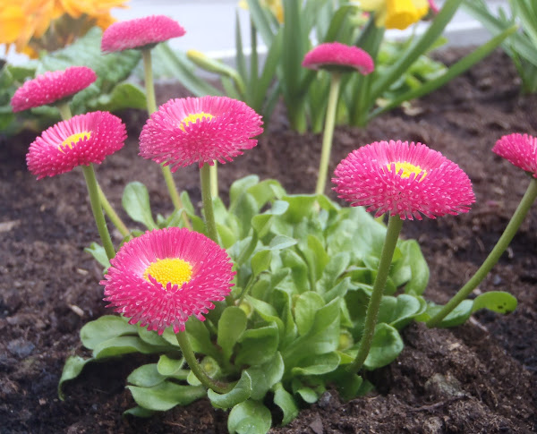 Asteraceae sp | Project Noah