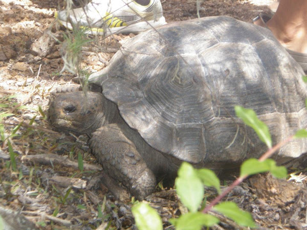 Hybrid Galapagos Tortoise | Project Noah