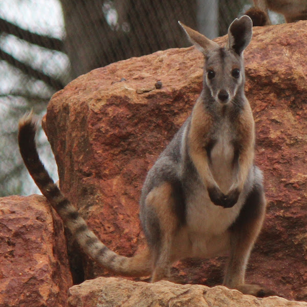 Yellow-footed Rock Wallabies | Project Noah