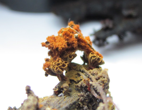 wasp nest slime mold (part1) | Project Noah