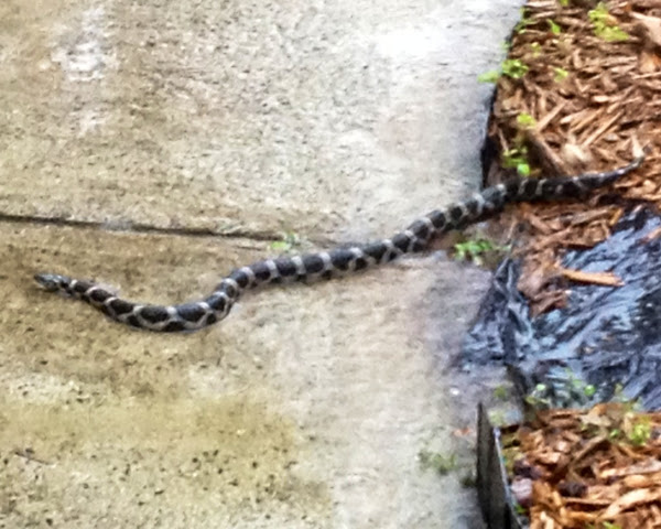 Eastern (Chain) Kingsnake | Project Noah