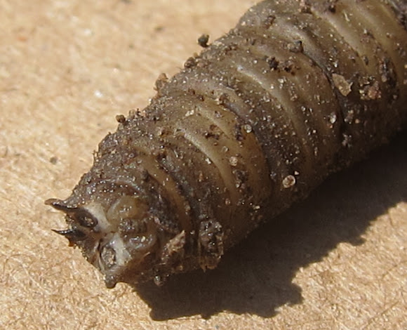 Crane Fly Larva (leatherjacket) | Project Noah
