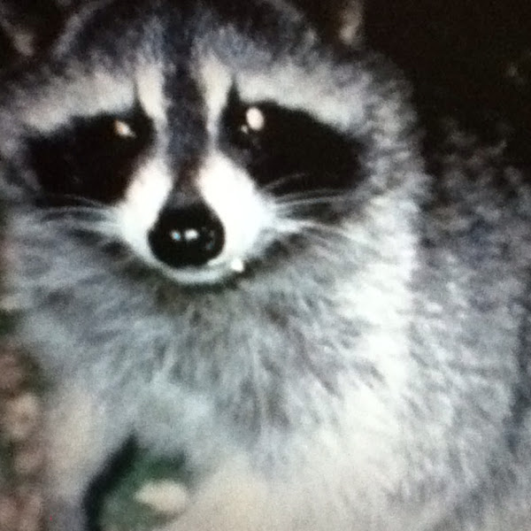 Raccoon | Project Noah