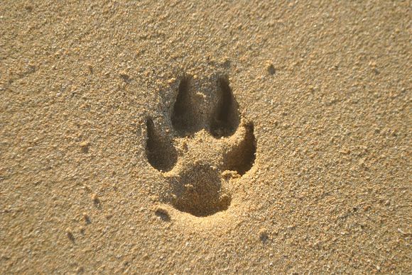 Dog tracks! | Project Noah