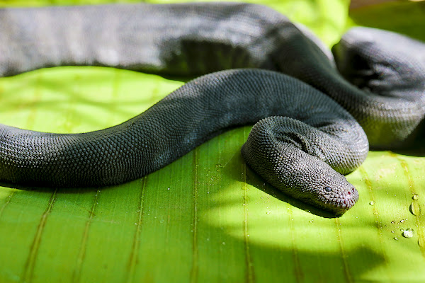 Little Wart Snake | Project Noah