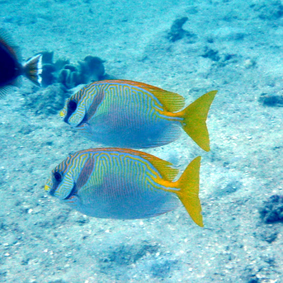 Blue-lined Rabbitfish | Project Noah