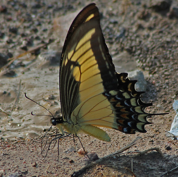 Queen Swallowtail | Project Noah