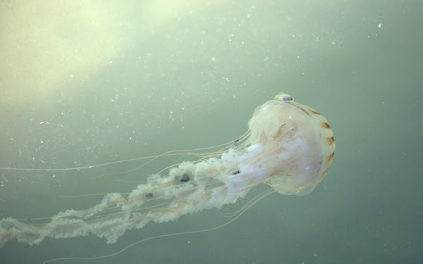 Sea Nettle | Project Noah