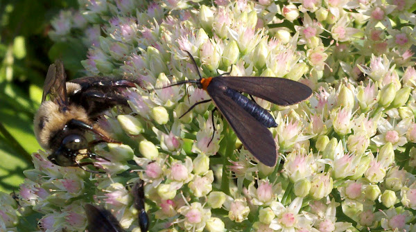 Yellow-collared Scape Moth | Project Noah