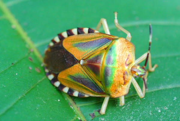 Mattiphus Sheild Bug | Project Noah