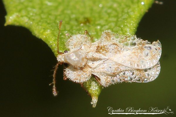 Lace Bug | Project Noah