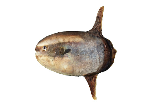 Masturus lanceolatus — Google Arts & Culture