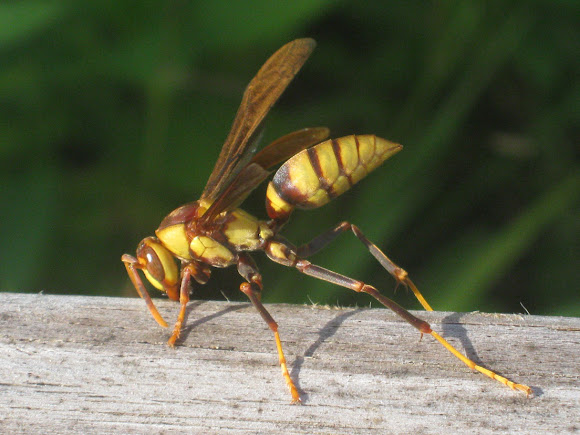 Paper Wasp | Project Noah