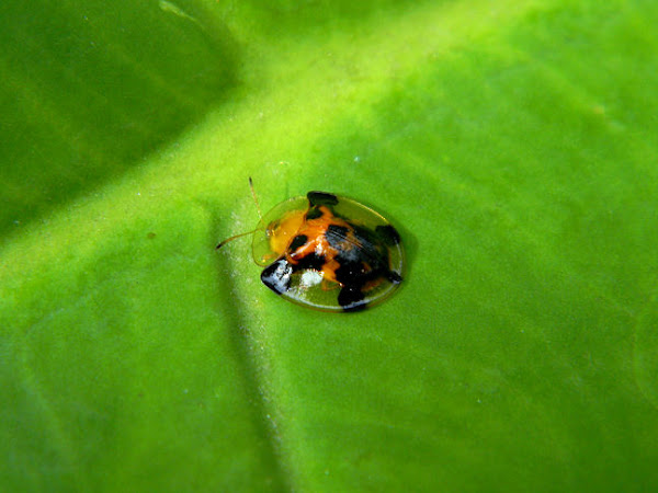 tortoise shell beetle | Project Noah