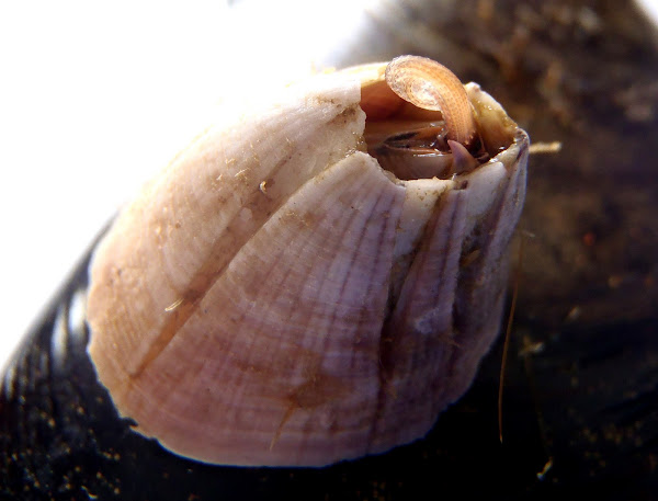 Gran bellota de mar, Balanus de tres filos | Project Noah