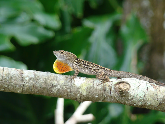 Brown Anole | Project Noah