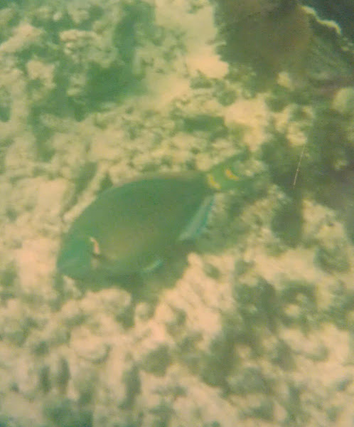 Stoplight Parrotfish (Terminal Phase) | Project Noah
