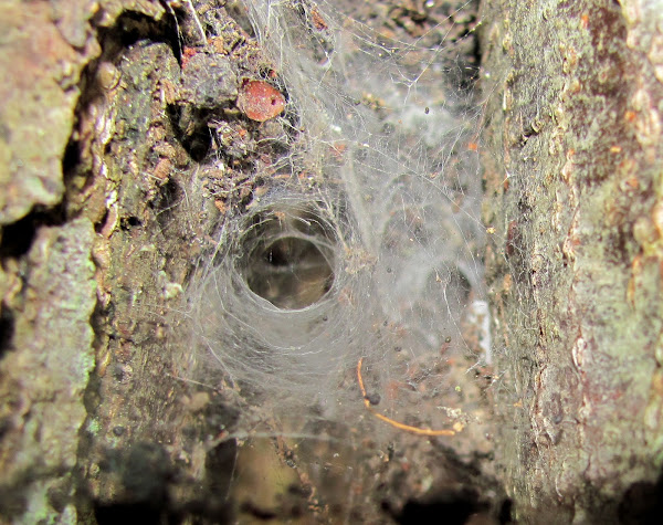 Common Funnel web spider | Project Noah