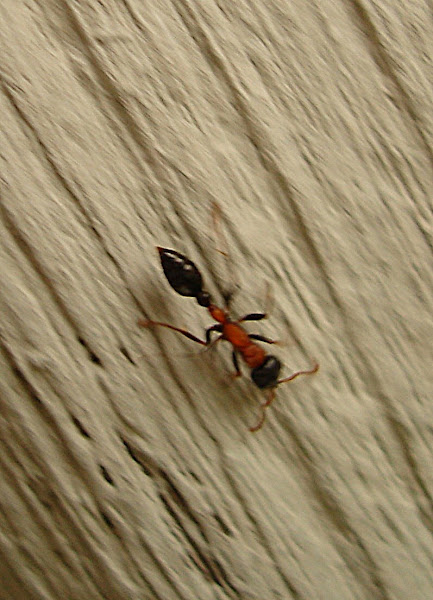 Bicolored tree ant | Project Noah