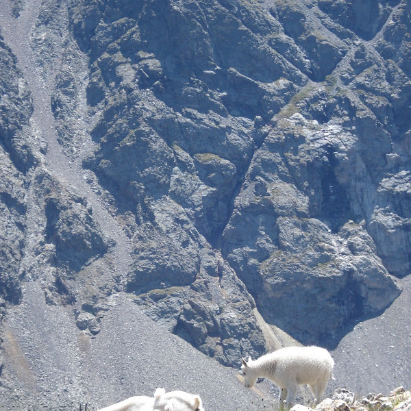 Rocky Mountain Wildlife Watch | Project Noah