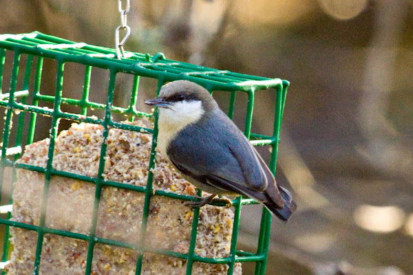 Pygmy Nuthatch | Project Noah