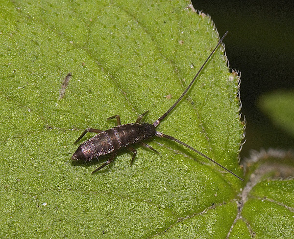 Springtail | Project Noah