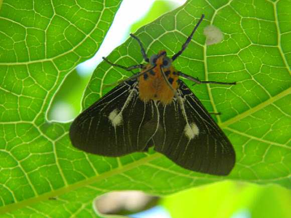 snouted tiger moth | Project Noah