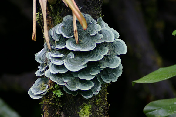 Dictyonema | Project Noah