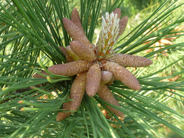 White Pine | Project Noah