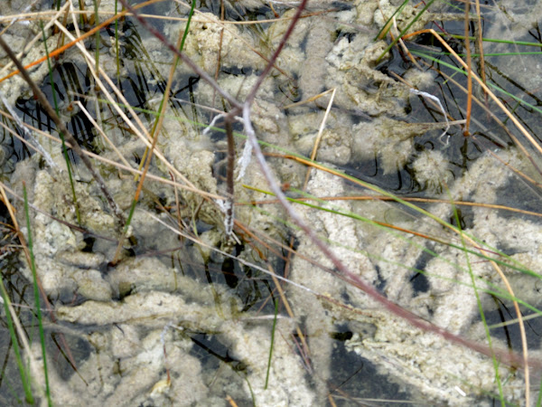 Everglades Periphyton | Project Noah