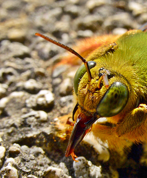 Carpenter bee | Project Noah