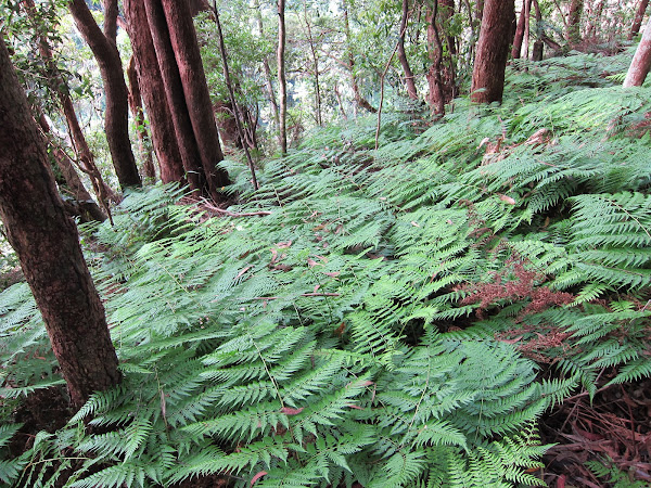 Lacy Ground Fern | Project Noah