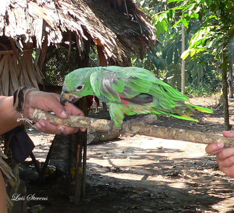 Mealy Amazon | Project Noah